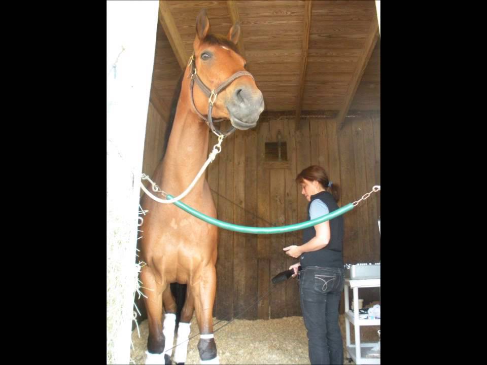 Equine Therapy with the Animal Calibrated Electro-Acuscope/Myopulse ...