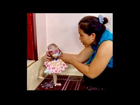 Monkey girl Kobie is very angry at human mom! 🙈😩🤣🤣 #babymonkey # ...