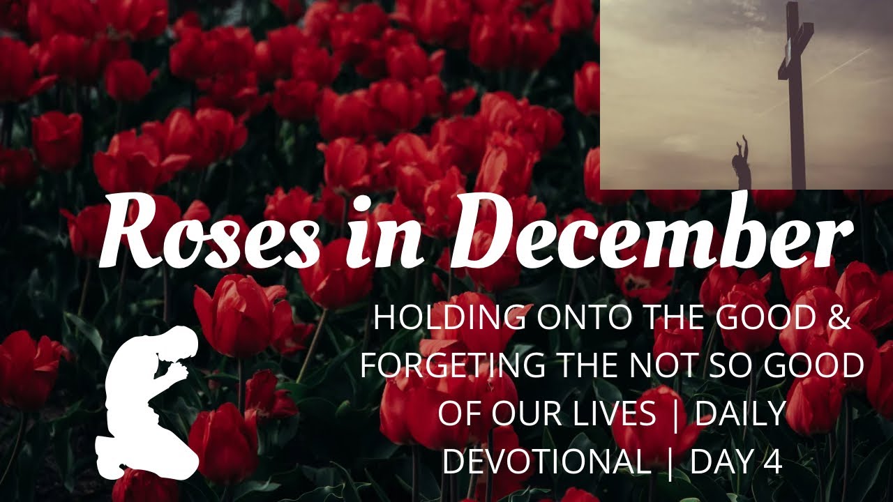 🌹 Roses in December 🌹 #dailydevotional Day 4 #forgivness # ...