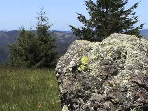 Meillionen /Rince Fada /Drive the World Before Me SHEILA NA GIG - YouTube