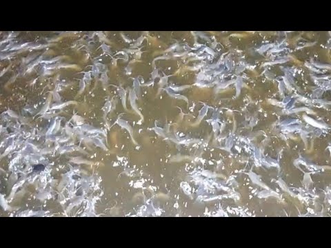 Feeding Hito Using RAS System - Hito FARMING Day 29 - YouTube