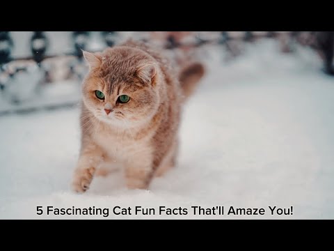 5 Fascinating Cat Fun Facts That'll Amaze You! - YouTube