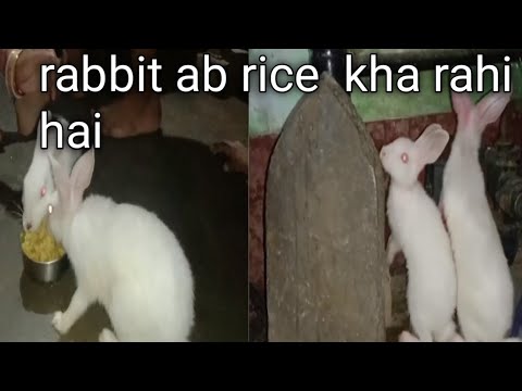 home rabbit rice kha rahe ha #rabbit #rabbitlife #ssfamilyvlogs #family ...