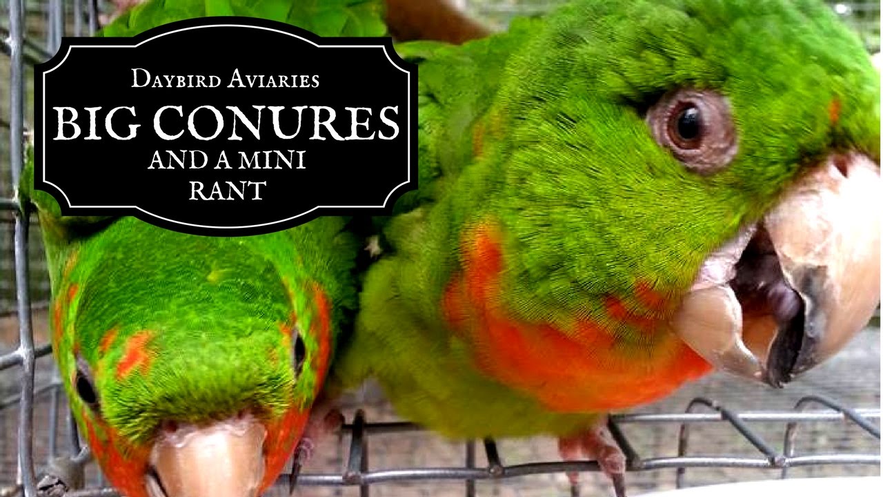 THE BIG CONURES - Mini Macaws, Red Throateds, Patagonians, Blue ...