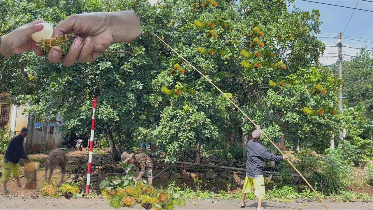 Neighbor's Surprising Harvest: Rambutan Feast | Peaceful Countryside ...