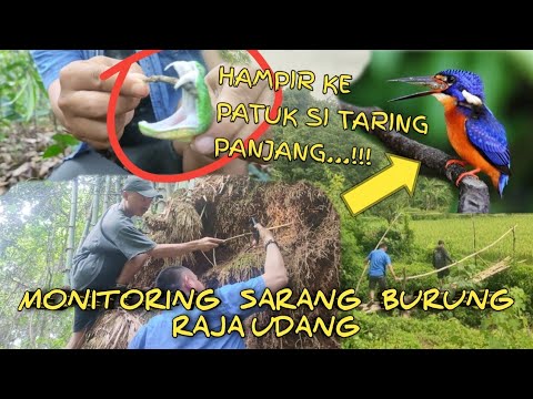 MONITORING SARANG BURUNG RAJA UDANG, DI PERJALANAN HAMPIR DI PATUK ULAR ...