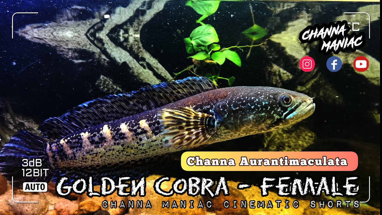 Golden Cobra Snakehead - Female Channa Aurantimaculata Cinematic short ...
