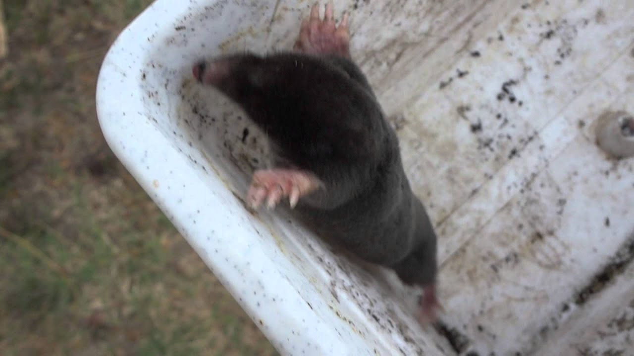 Krtica đuska u kandilaberu - YouTube