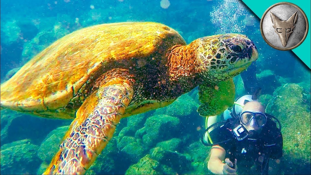 Sea Turtle Adventures in Hawaii! - YouTube