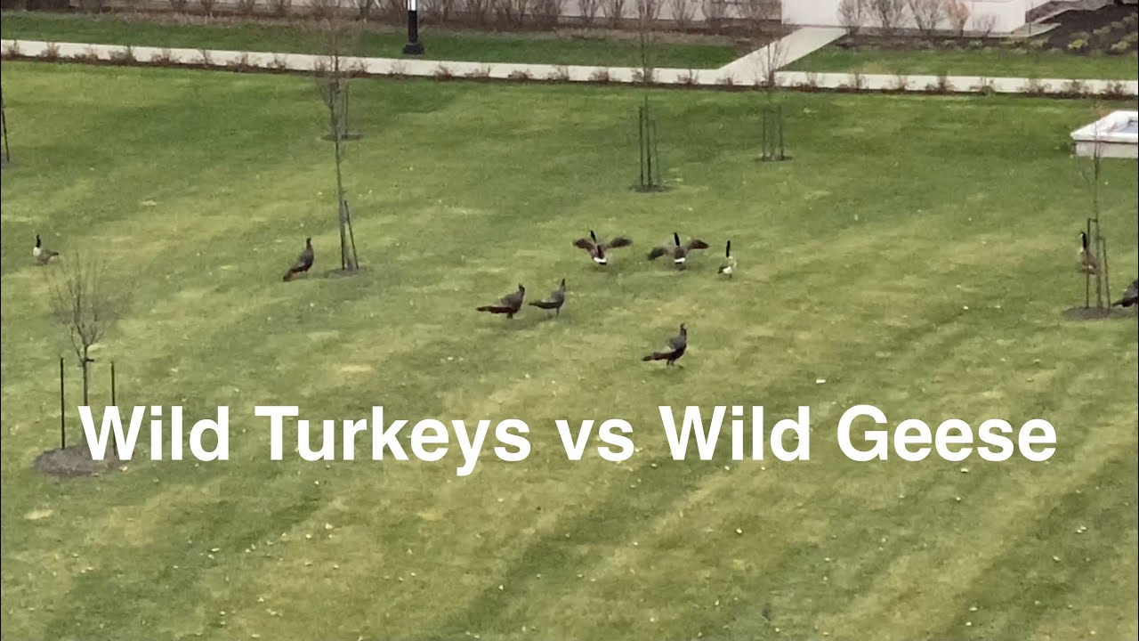 Wild Turkeys vs Wild Geese - YouTube