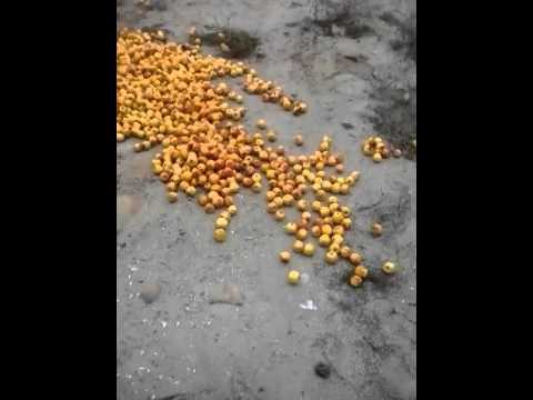 Deniz qragna tullanmiş almalar