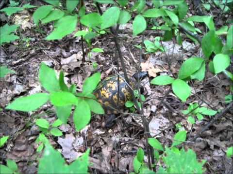 Box Turtle in Connecticut - YouTube
