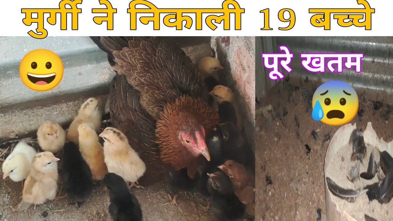 19 chuje nikle 😀12 chuje mar gaye 😰 murgi ke bacche #birds - YouTube