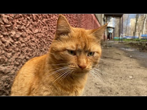 Sad ginger cat - YouTube