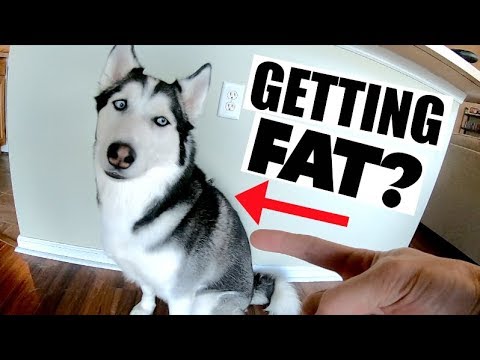 WHY MY HUSKY IS GAINING SO MUCH WEIGHT! - YouTube