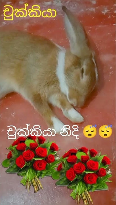 චුක්කිගේ පින්තූර එකතුවක් 💚💚💚💚 Youtube