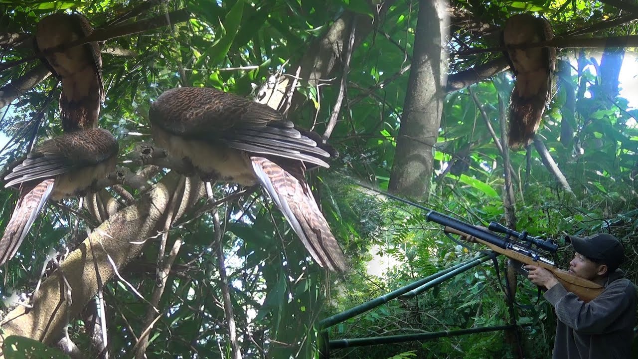Pigeons Hunting In The Jungle/Yos hav zoov tua nquab - YouTube