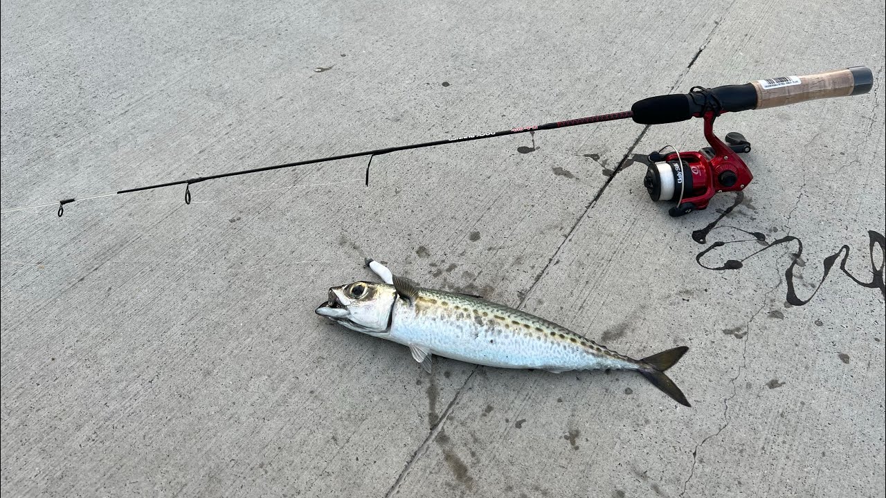 Hobart Tasmania pier fishing - YouTube
