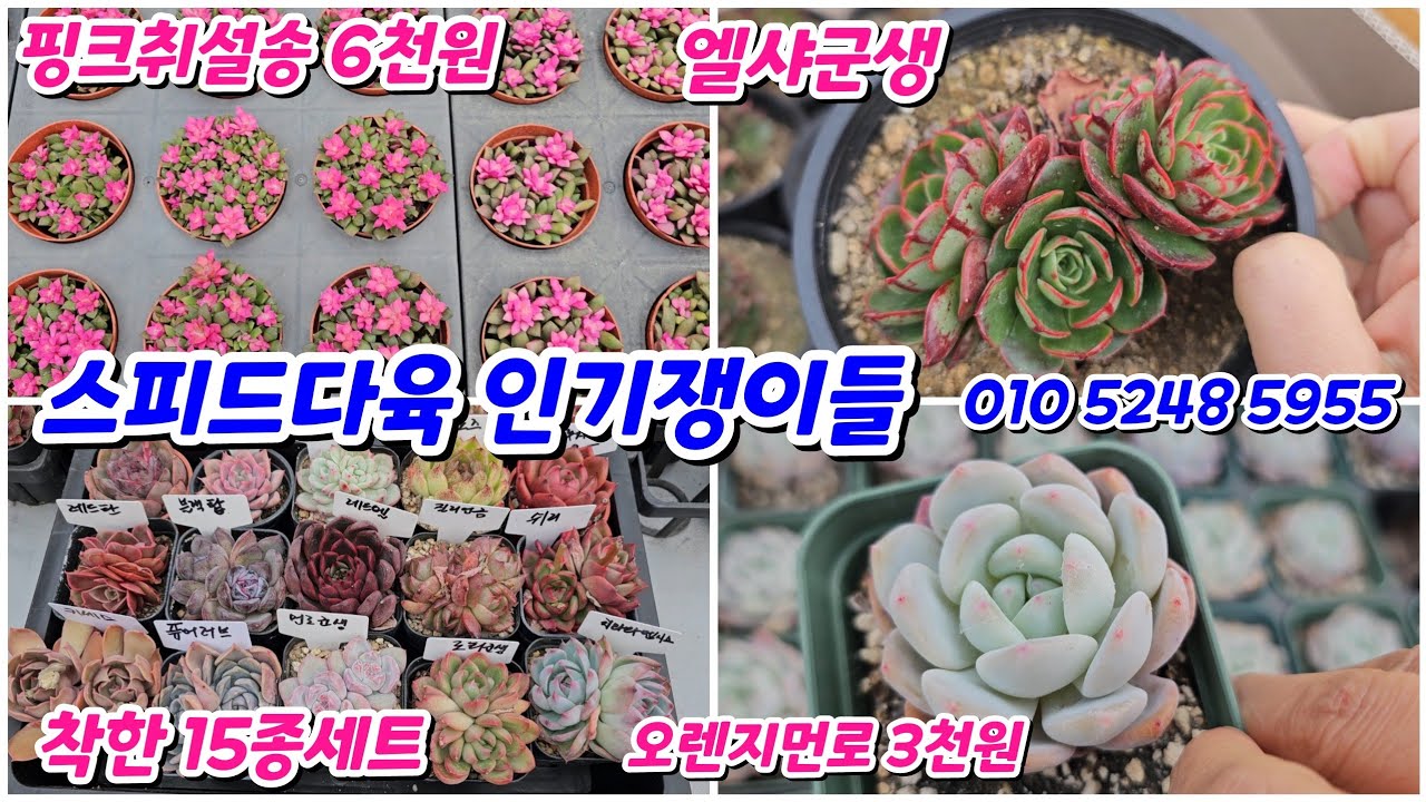 23331스피드다육 인기쟁이들 집합🌸착한가격 쪼꼬미 15종부터 러블리로즈 특가까지🌸엘샤군생 오렌지먼로 핑크취설송 사라보니슈퍼