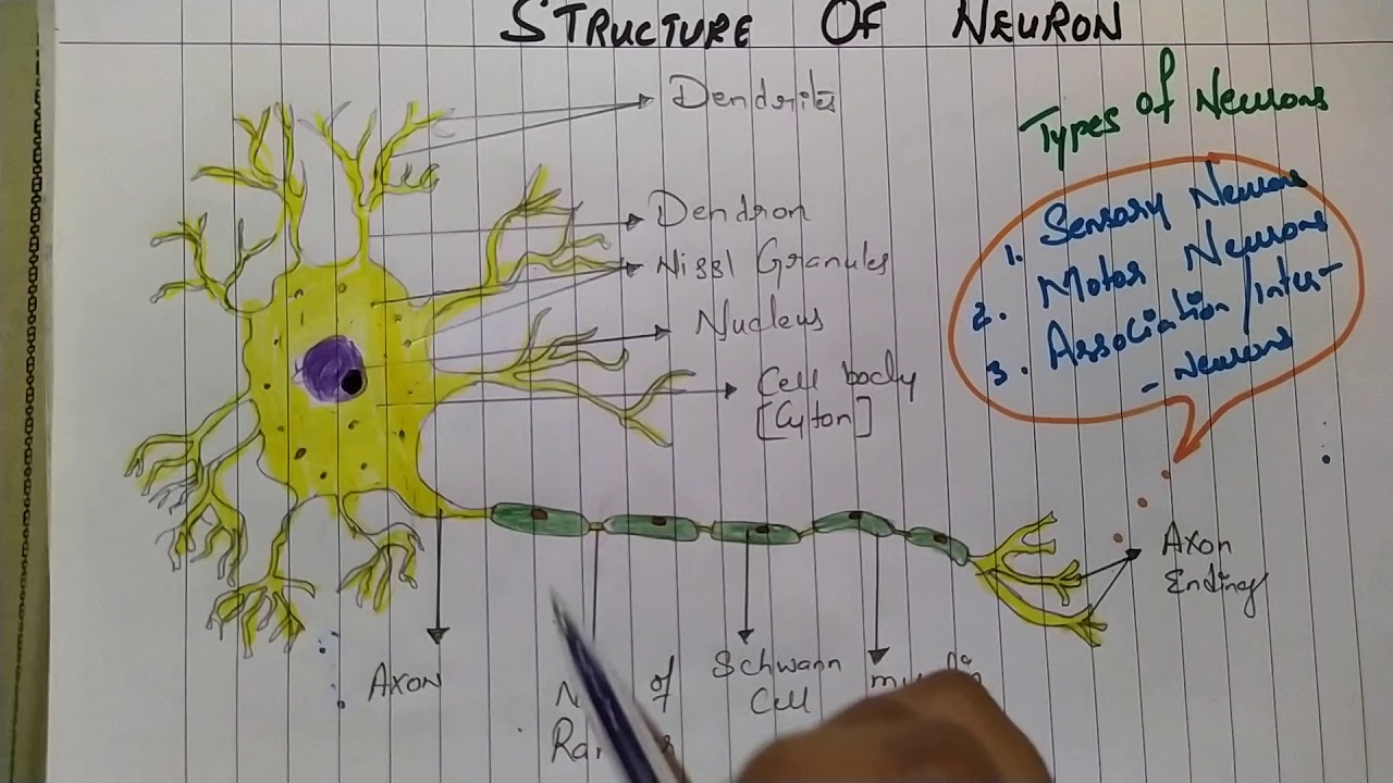 NERVOUS SYSTEM PART 1 - YouTube