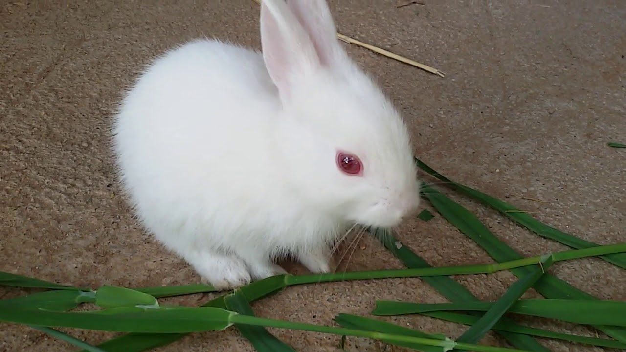 beauty of rabite - YouTube