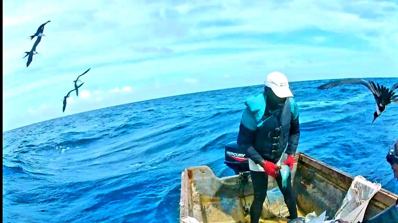 Man VS BIRDS 🐦 #birds #deepsea #caribbean #fishing #fish #sea - YouTube