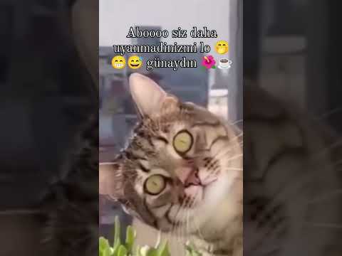 kediden günaydın mesajı 😂🤣 #keşfet #cat #kedi #viral #viralvideo #funny #shortvideo #comedy #cats