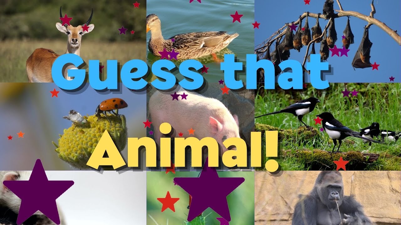 Guess that Animal - Learn and guess animal names - YouTube