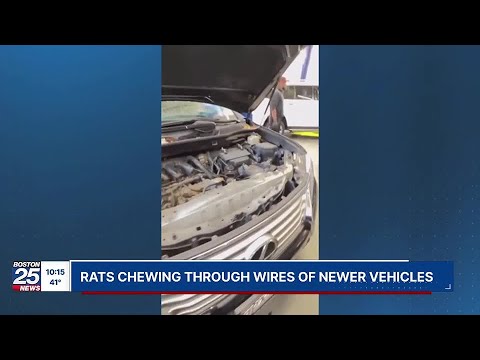 'They’re just eating my car': Rats ravage car wires in Boston - YouTube