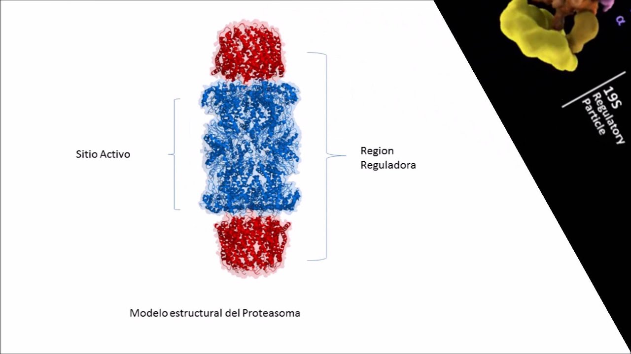 Estructura de los proteosomas - YouTube