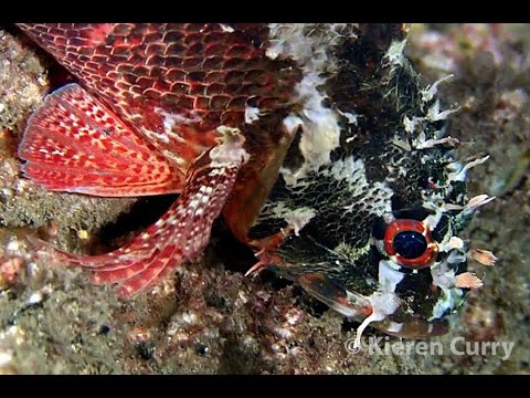 Pygmy Scorpionfish - Scorpaenodes scaber - YouTube