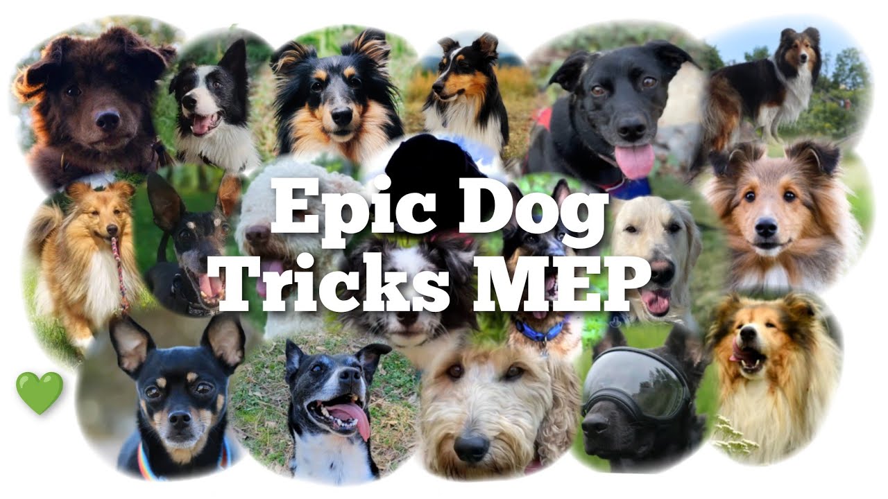 EPIC DOG TRICKS//FULL MEP - YouTube