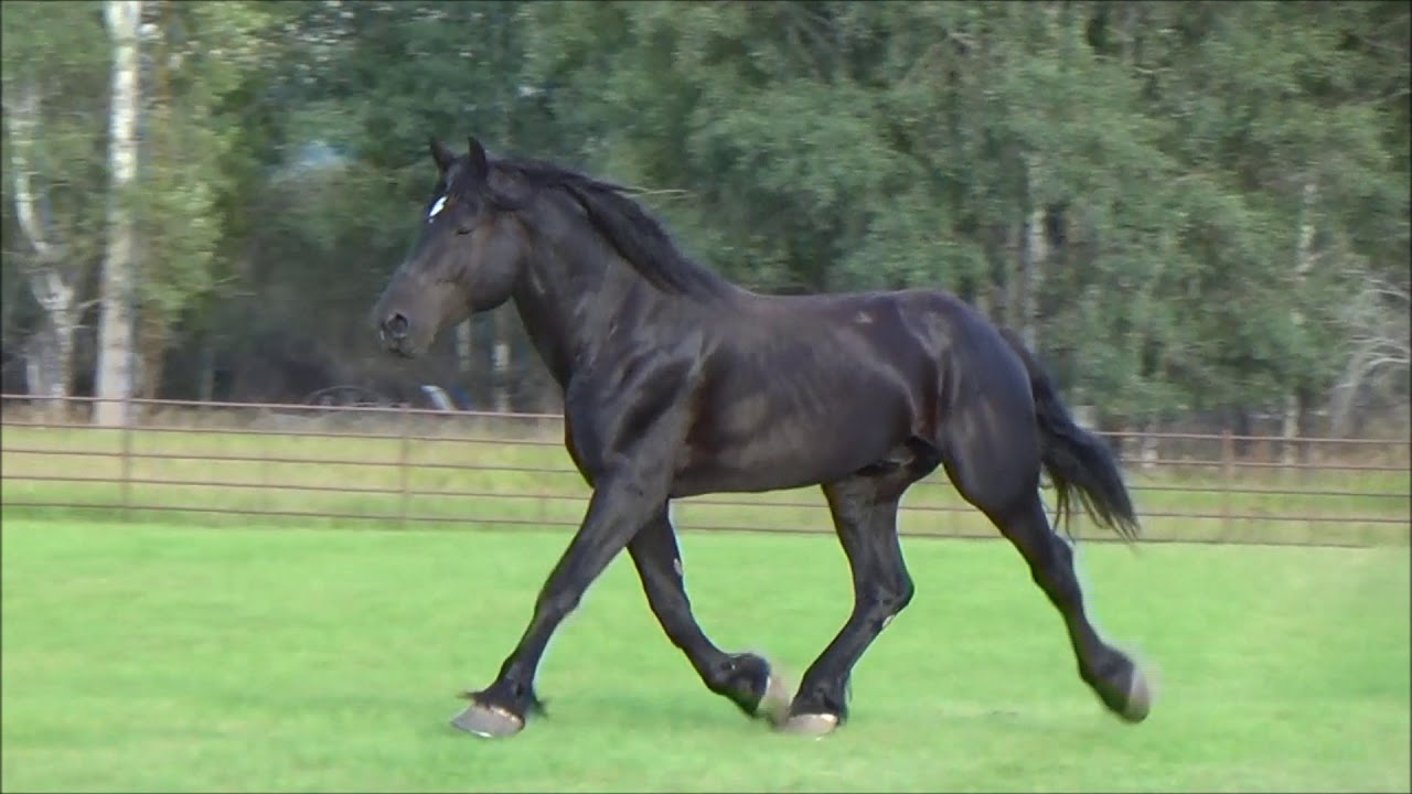 **Charlie** Exceptional Percheron Stallion Standing In Montana - YouTube