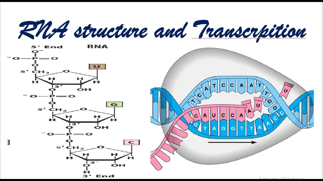 RNA structure and Transcription | Recorded Lecture Video for Medical ...