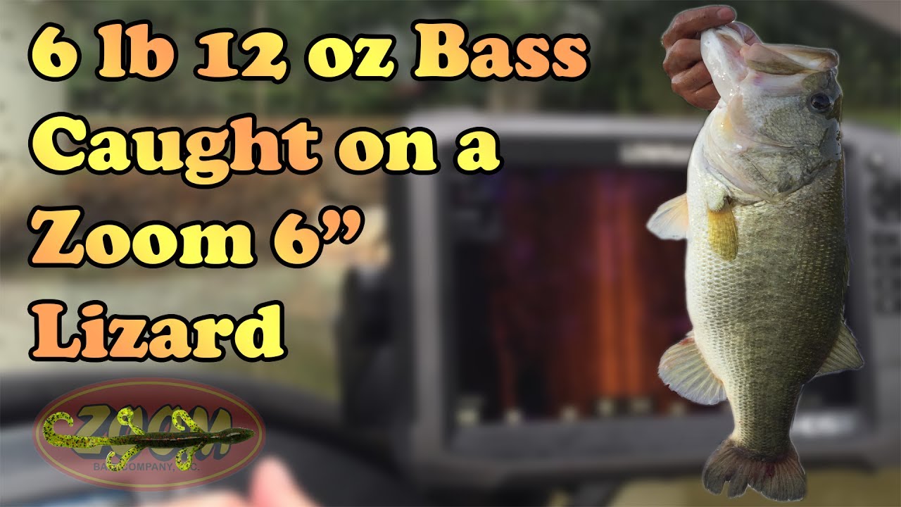 6 lbs 12 oz Bass on Zoom 6" Lizard - Watermelon Red - YouTube