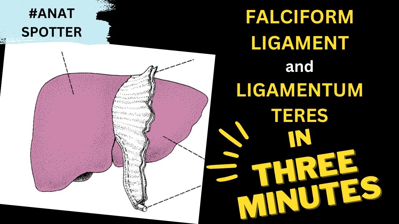Falciform ligament and Ligamentum teres - IN THREE MINTUES! - YouTube