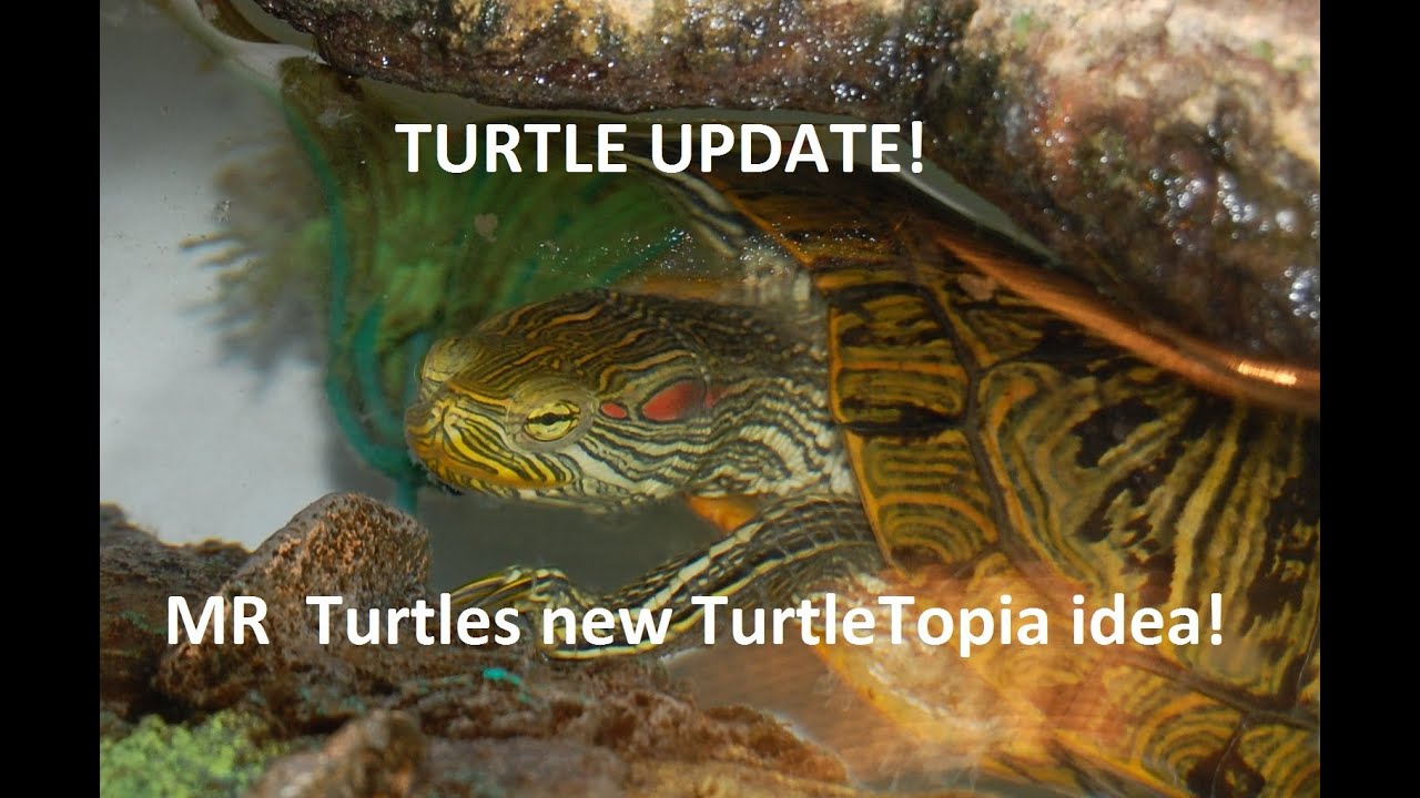 TURTLE UPDATE! Guess where I am setting up Mr Turtles tank! Watch and ...