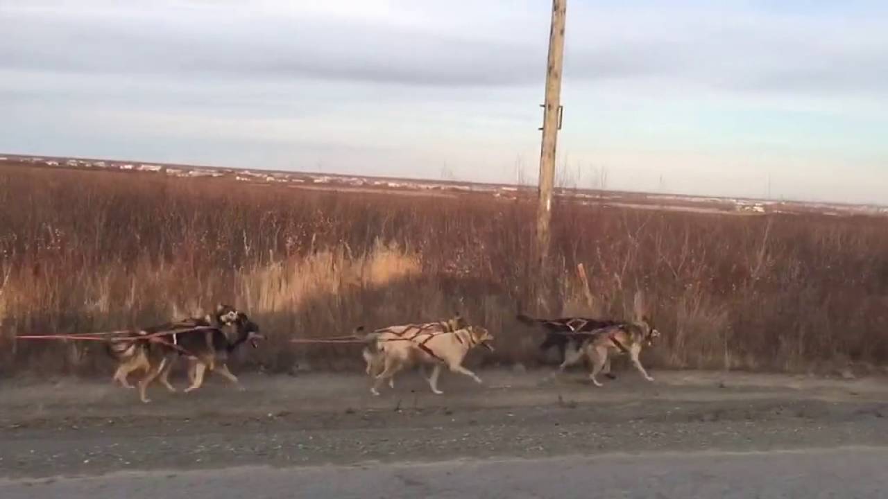 Sled dogs pull buggy along road in Alaska in 2016 - YouTube