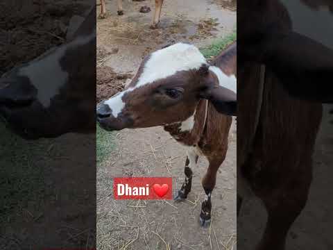 Cute Dhani loves eating grass #cowlover #cow #trending #animals - YouTube