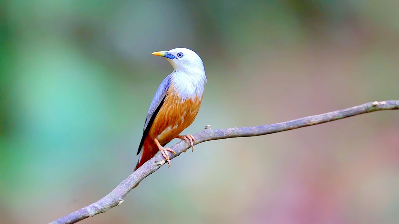 [4K] Exploring the Fascinating World of the Malabar Starling: A Jewel ...