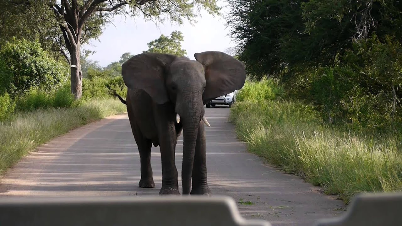 Elephant encounter in Kruger National Park 08 Feb - YouTube