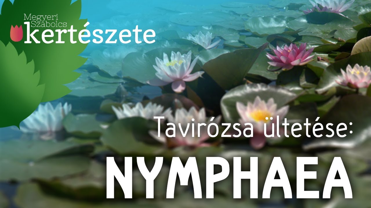 Tavirózsa ültetése - Nymphaea - Megyeri Szabolcs on-line Kertészet ...