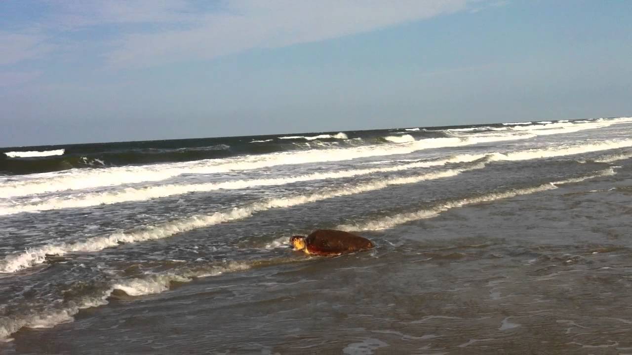 bald head island sea turtle - YouTube