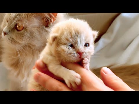 10 Günlük Yavru Kedi İlk Kez Gözlerini Açıyor! 🐱