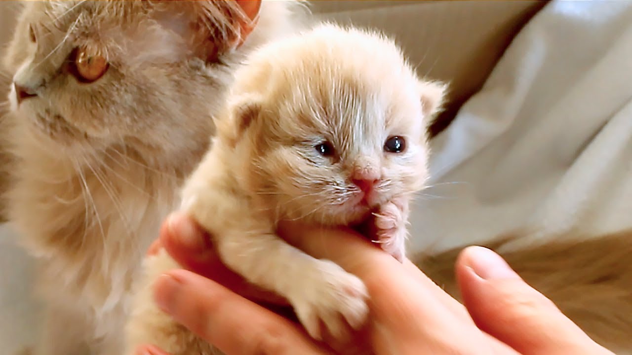 10 Day Old Kitten Opens his Eyes for the First Time! 🐱 - YouTube