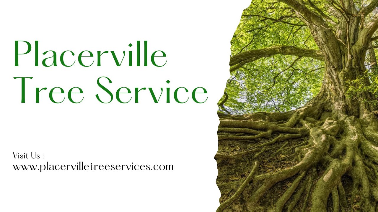 Placerville Tree Service - Tree Removal Service Placerville | Tree ...