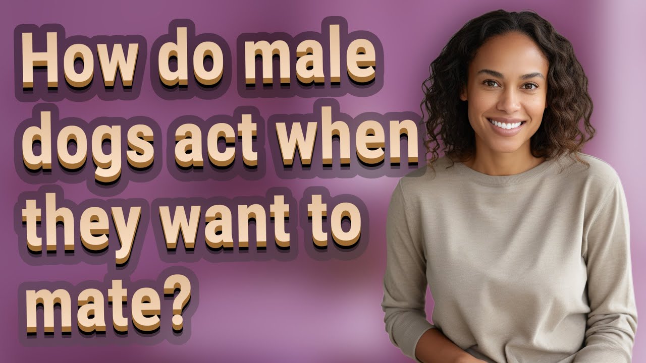 How do male dogs act when they want to mate? - YouTube