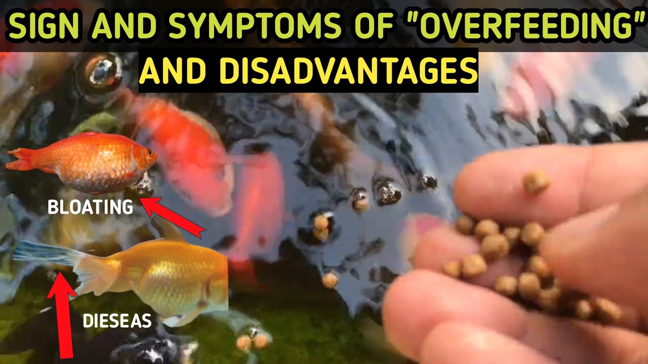 "OVERFEEDING" Aquarium fishes The root of all the trouble - YouTube
