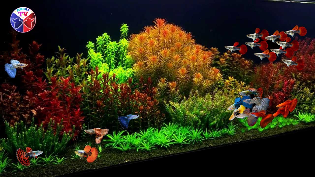 Best & Most Beautiful Planted Fish Tank! - YouTube