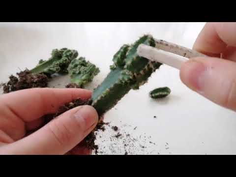 Cereus Peruvianus Florida Kaktüs(Kaktüs ayırma, bol yavrulu)